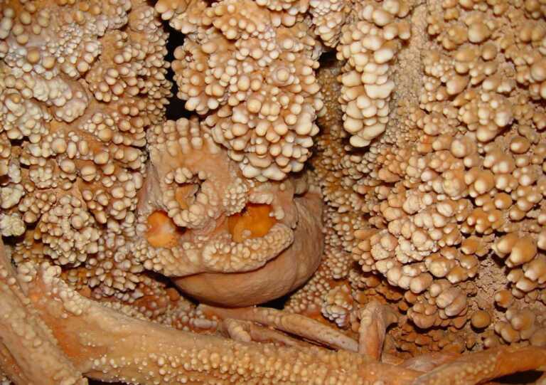 Dal cranio dell'uomo di Altamura novità sull'evoluzione dei Neanderthal ...